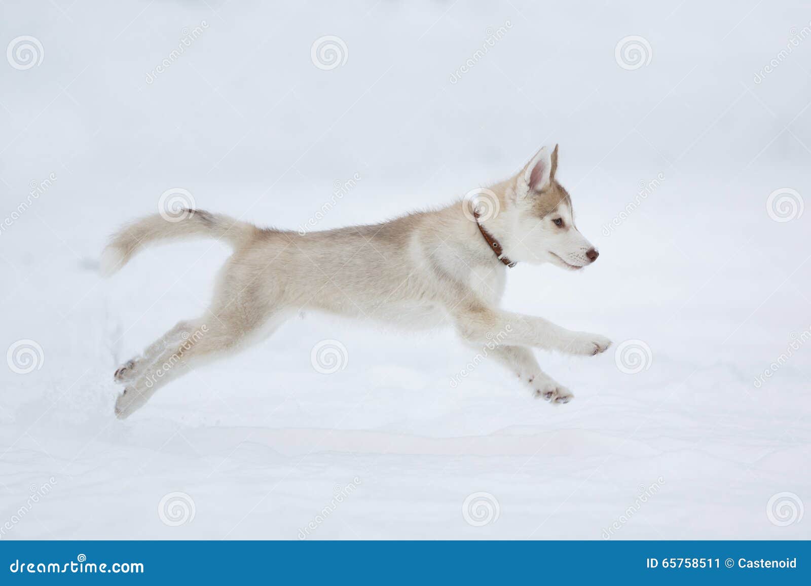 Running husky puppy stock image. Image of nature, face - 65758511