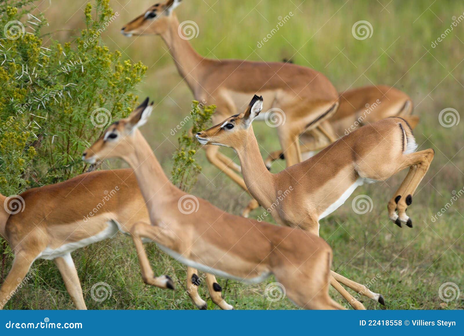 Running impalas stock photo. Image of daytime, south - 22418558