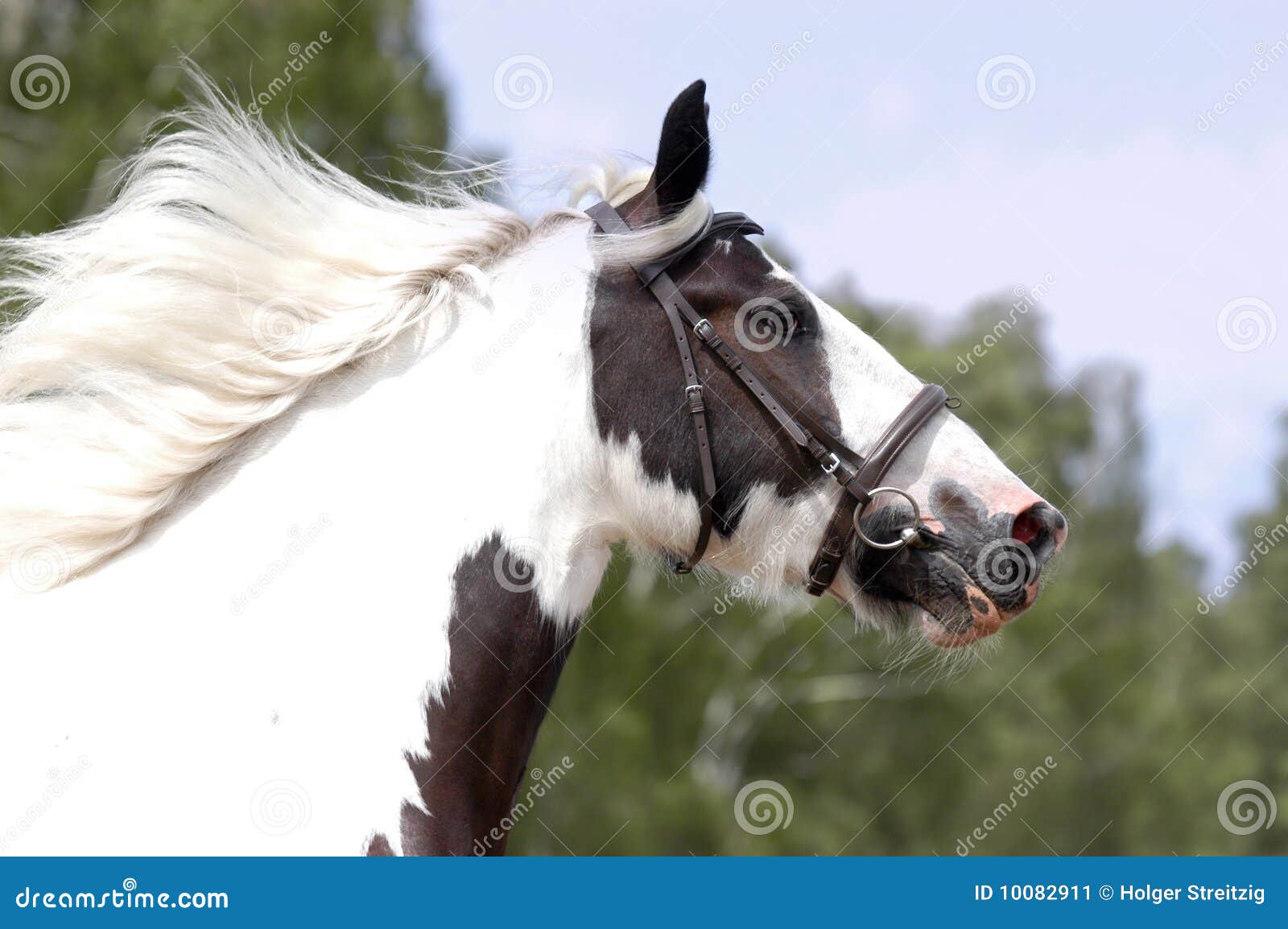 Running irish cob stock image. Image of mane, pinto, blowing - 10082911