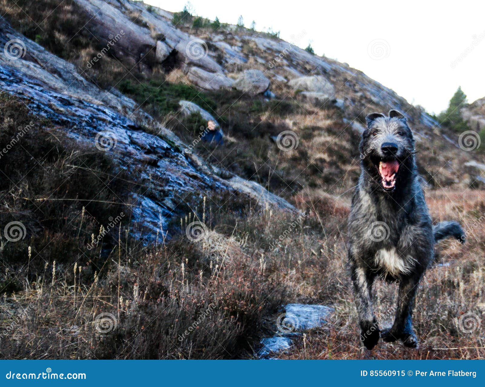 Running Irish Wolfhound stock image. Image of running - 85560915
