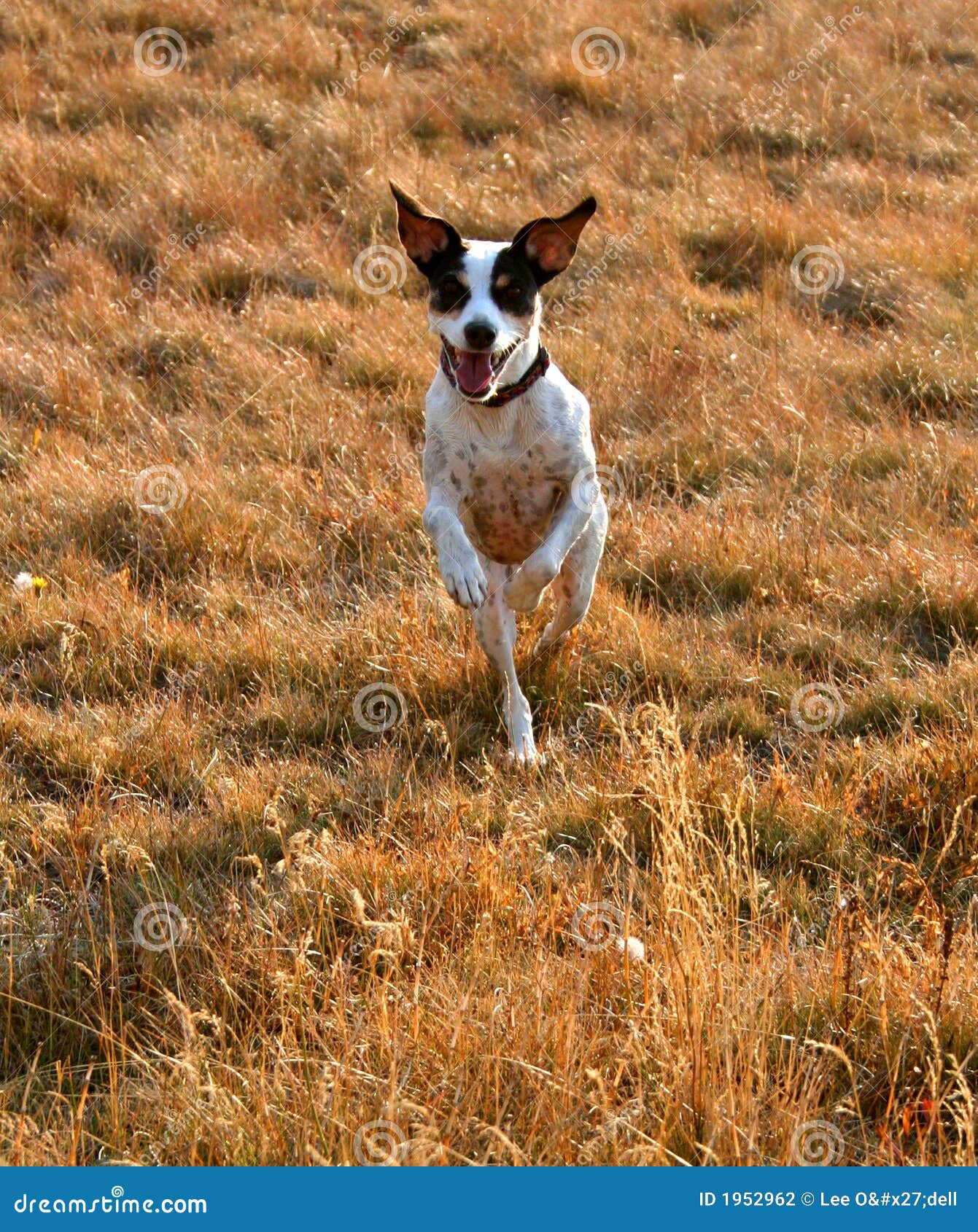 Running Jack stock photo. Image of energy, speed, happy - 1952962