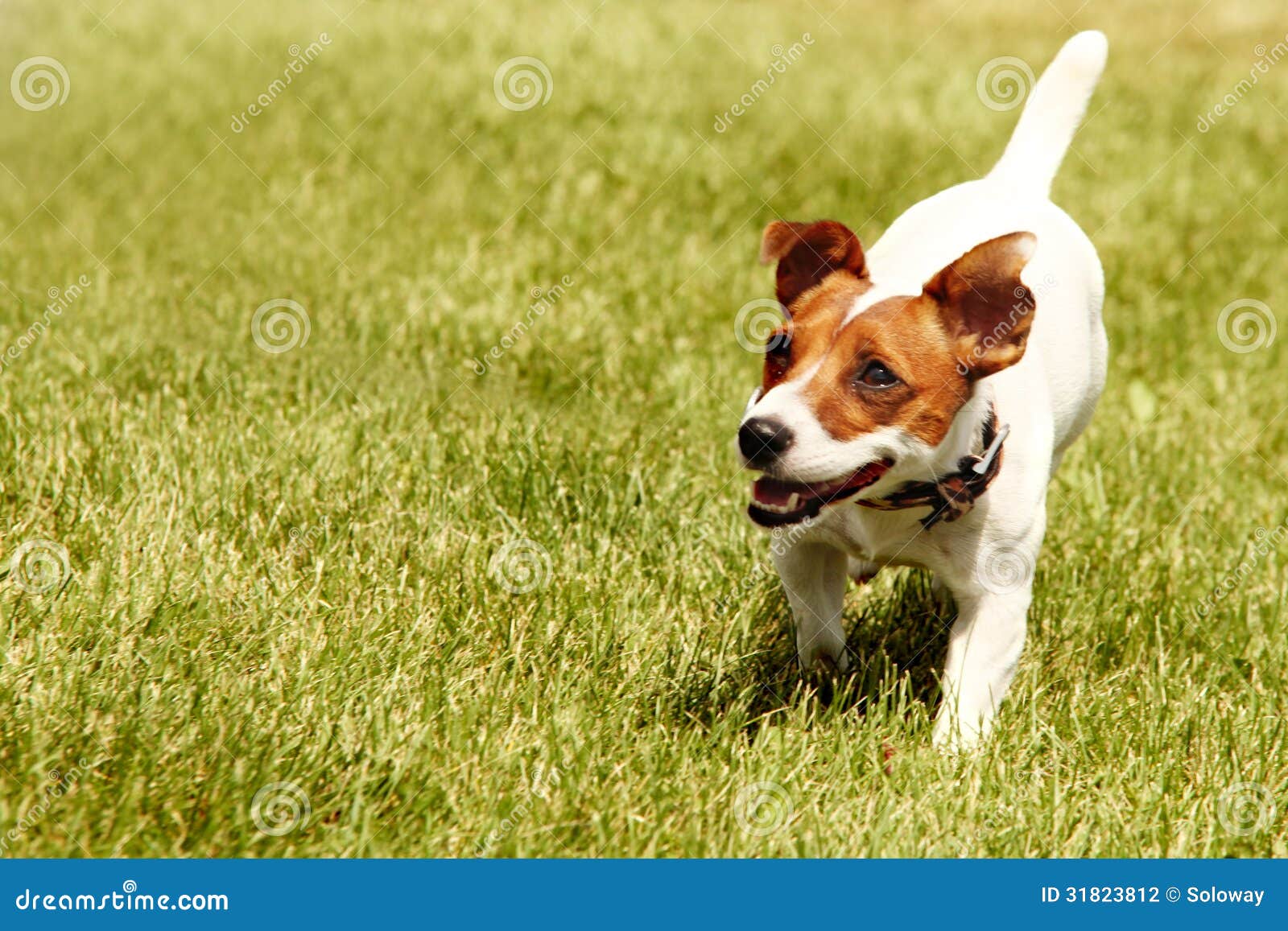 Running Jack Russell Terrier Stock Photo - Image of adorable, companion ...