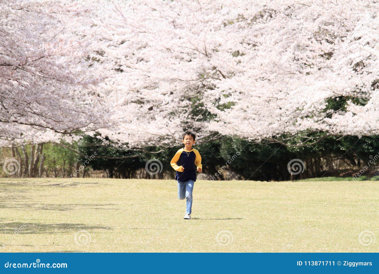 Running Japanese Boy and Cherry Blossoms Stock Image - Image of jogging ...