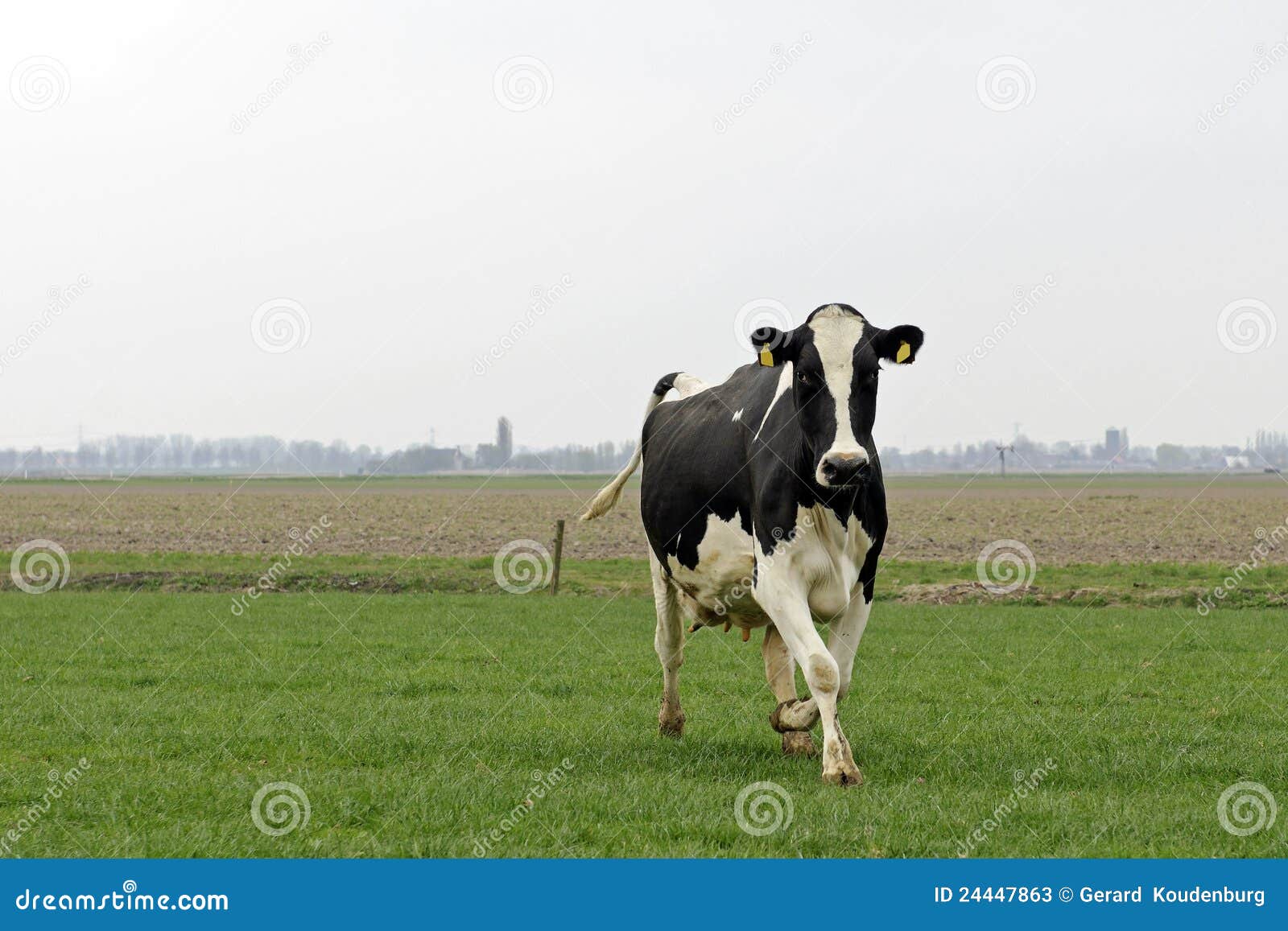 Running and jumping cow stock image. Image of animal - 24447863