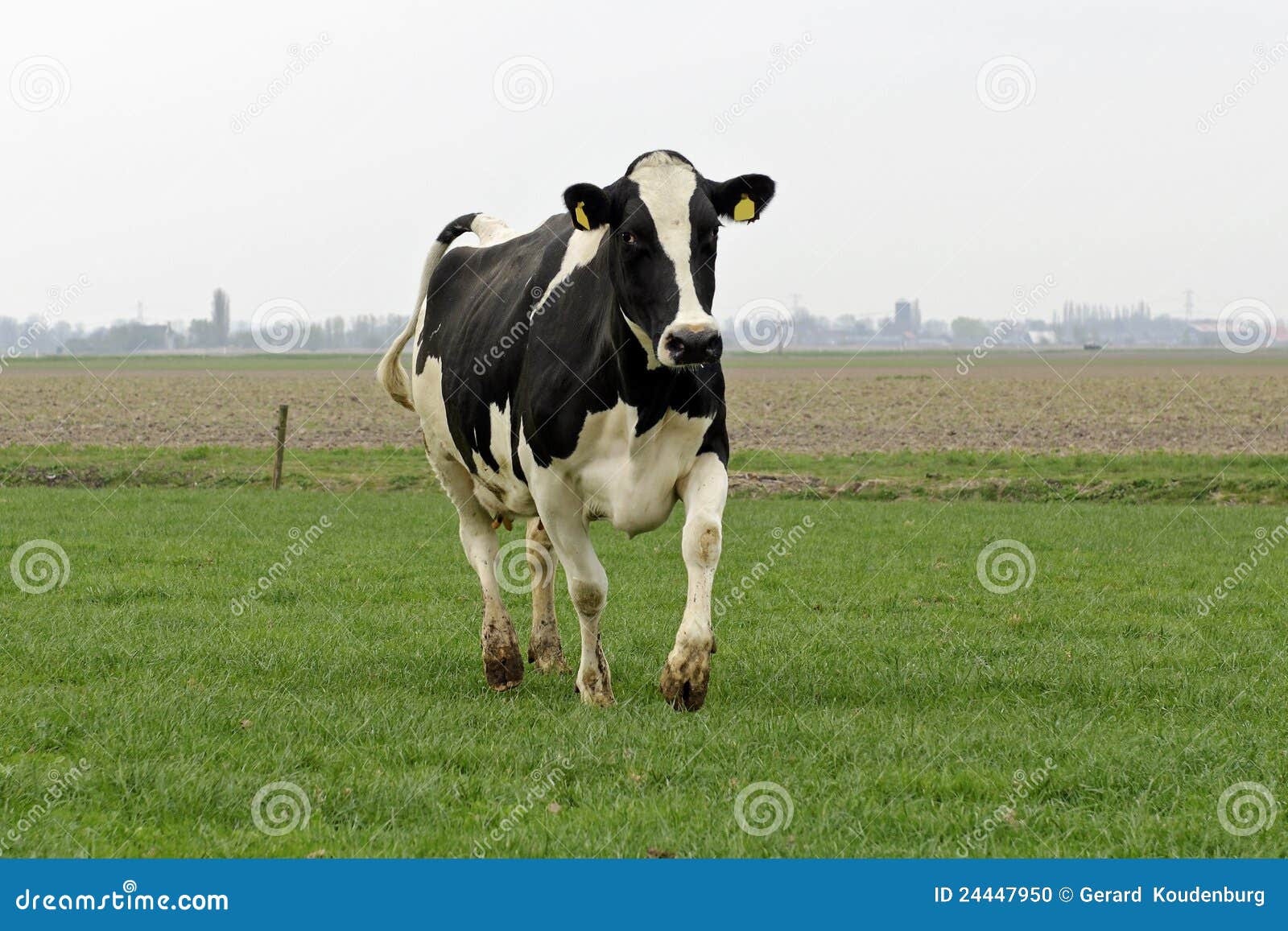 Running and jumping cow stock photo. Image of stable - 24447950