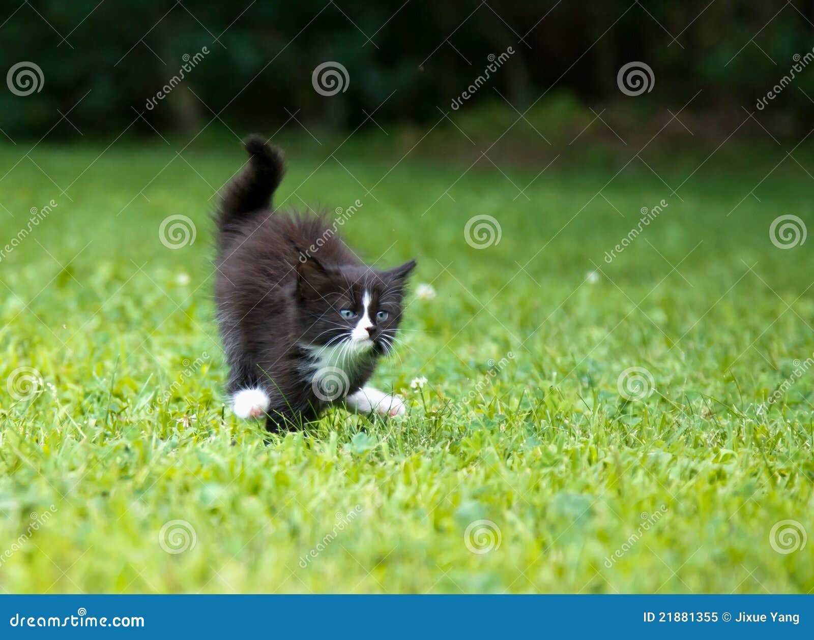 Running Kitten stock image. Image of kitty, grass, soft - 21881355