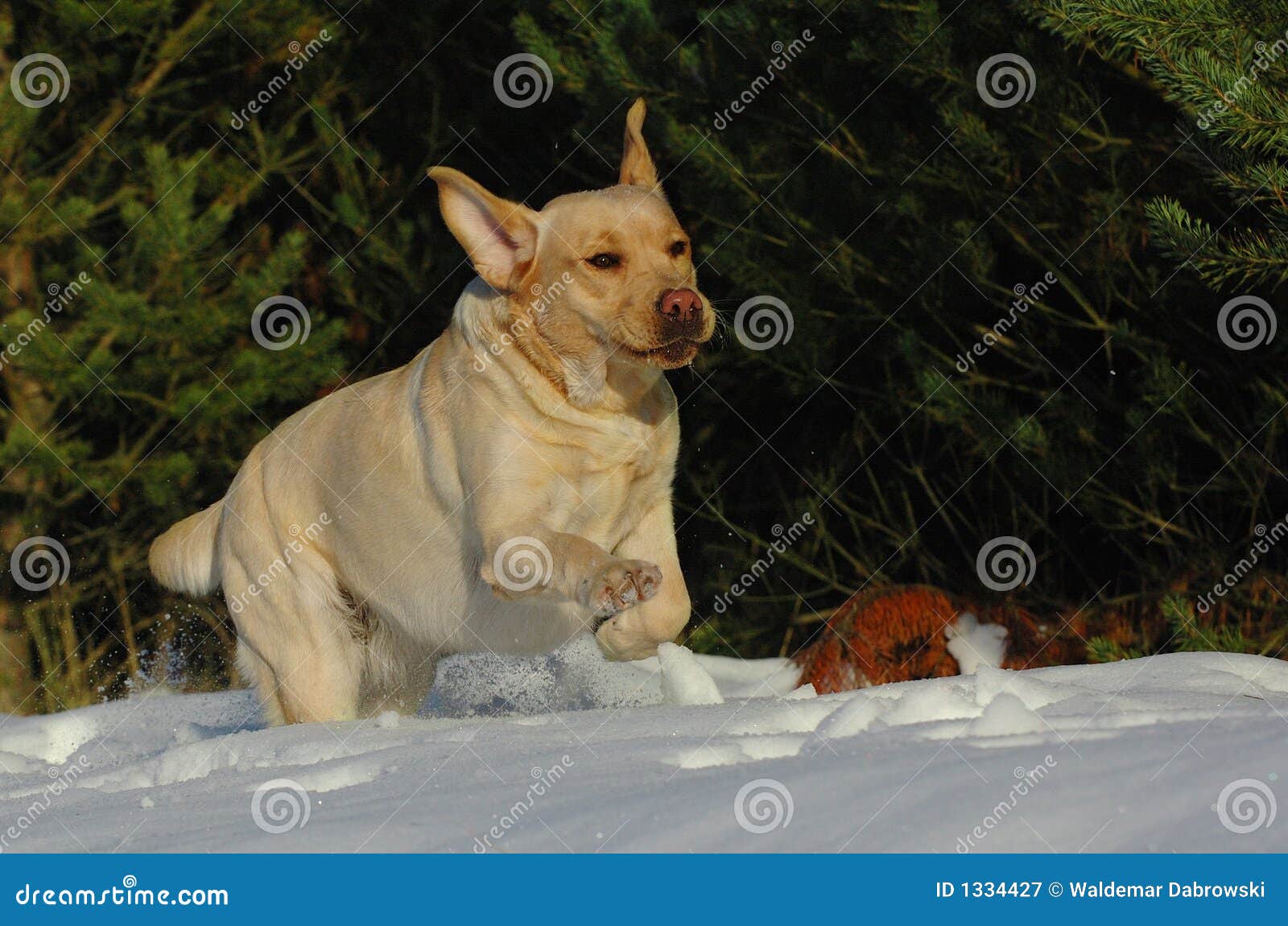 Running Lab Picture. Image: 1334427