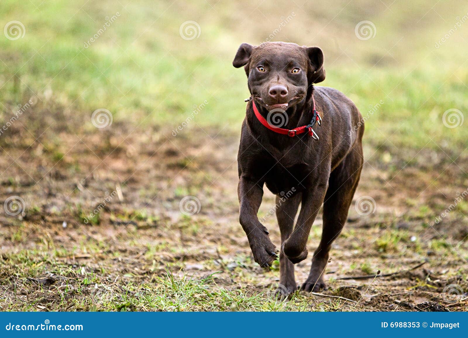 Running Lab stock image. Image of animal, rural, labrador - 6988353