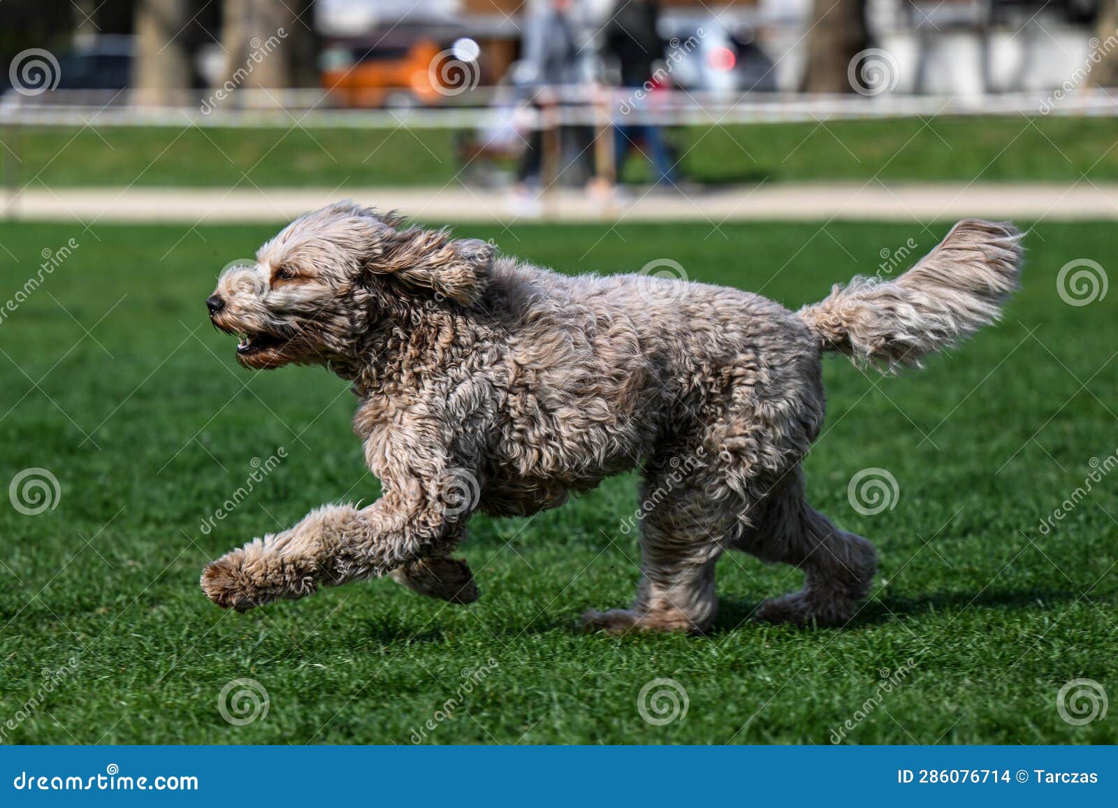 Running Labradoodle in the Park Stock Photo - Image of fluffy, mammal ...