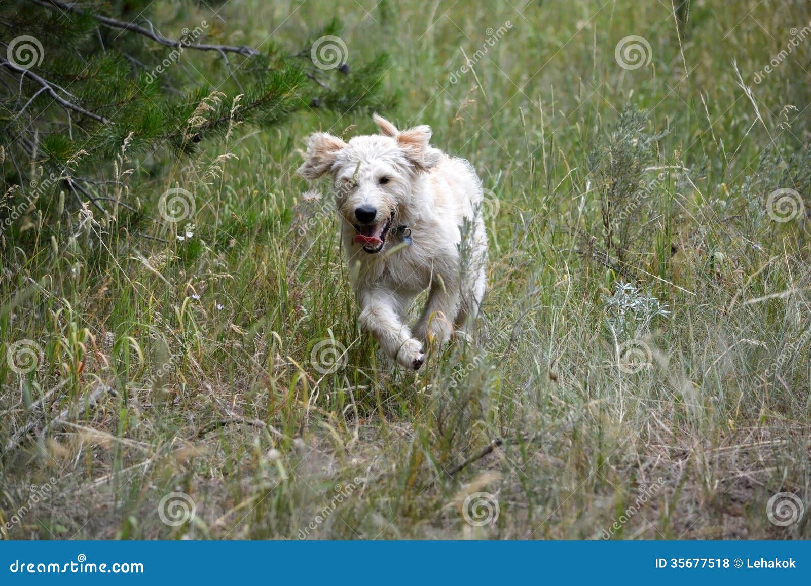 Running Labradoodle poppy stock photo. Image of funny - 35677518