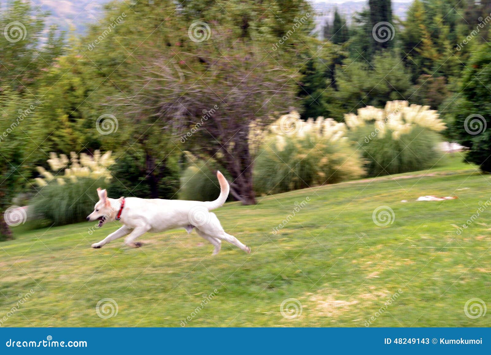 Running Labrador stock image. Image of colour, running - 48249143