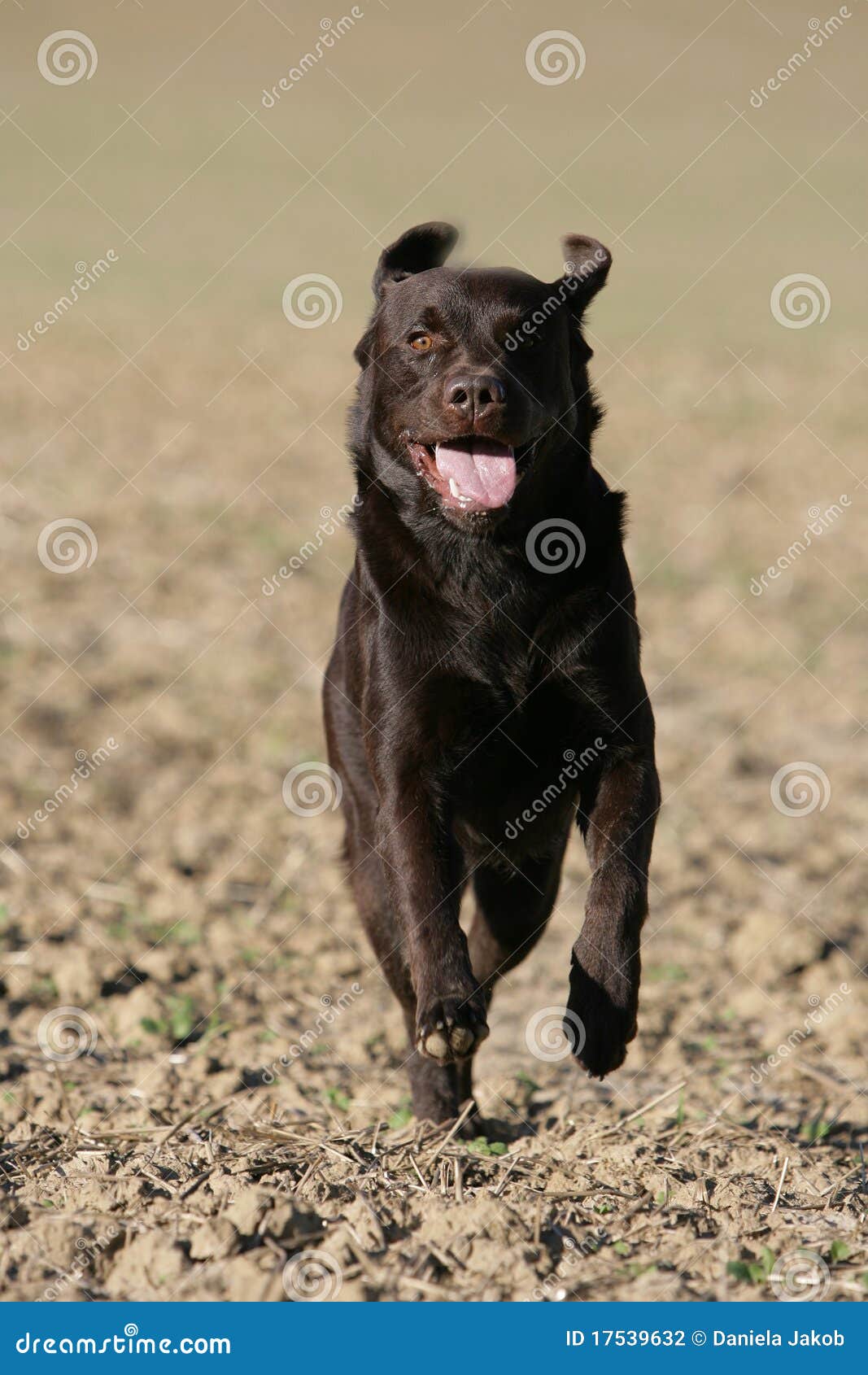 Running Labrador Retriever Dog Stock Photo - Image of active, hound ...