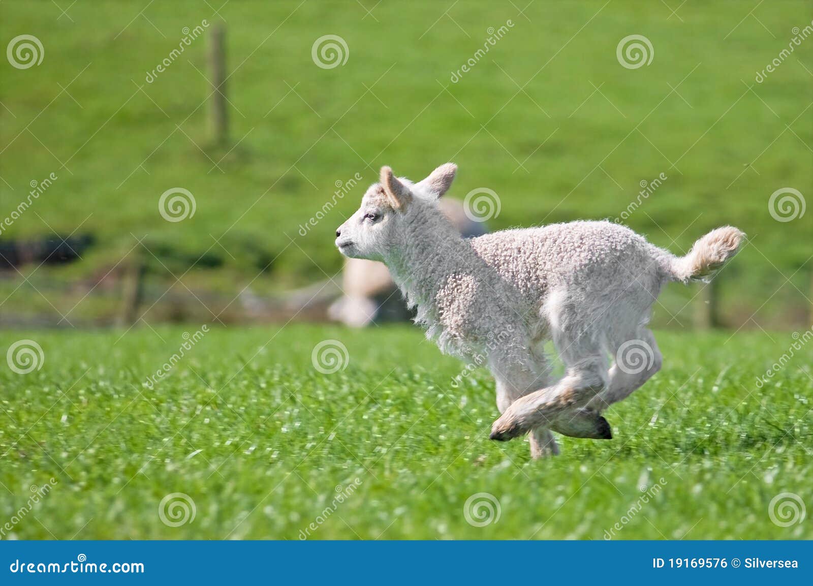 Running Lamb stock photo. Image of meadow, frisk, white - 19169576