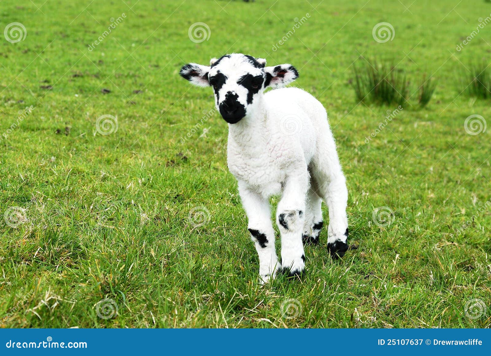 A Running Lamb stock image. Image of lamb, farm, white - 25107637