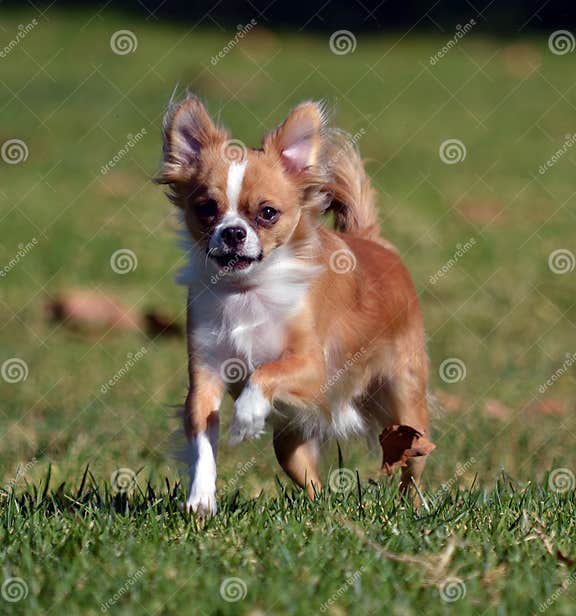 Running like the wind stock image. Image of play, exercise - 27956801