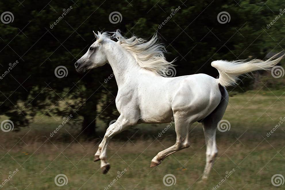 Running like the wind stock photo. Image of exersice, stallion - 4403844