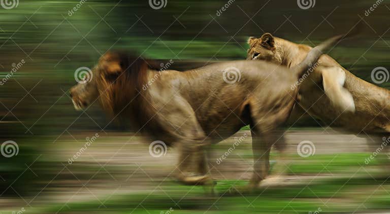 Running lion stock image. Image of africa, outdoors, male - 19307507