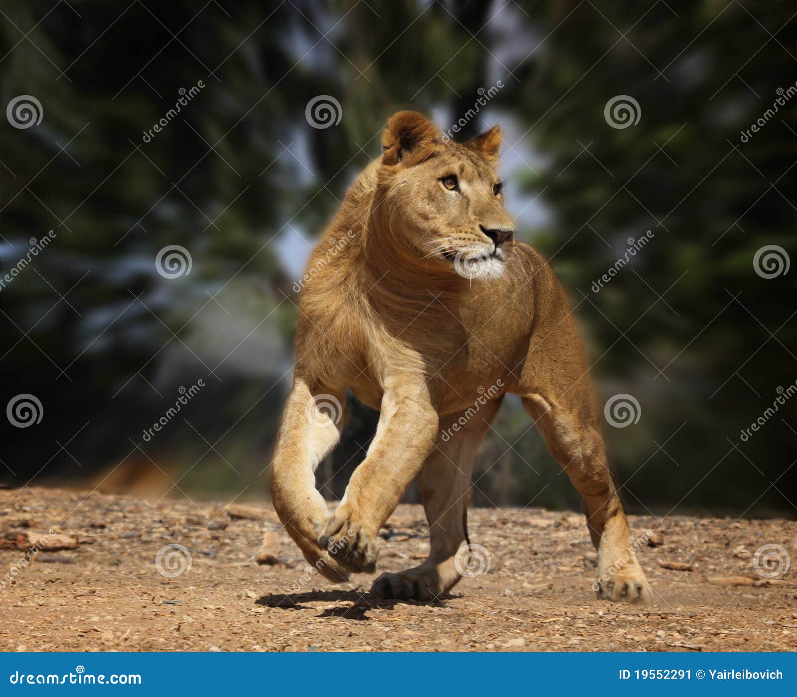 Running lion stock image. Image of wildlife, nature, running - 19552291