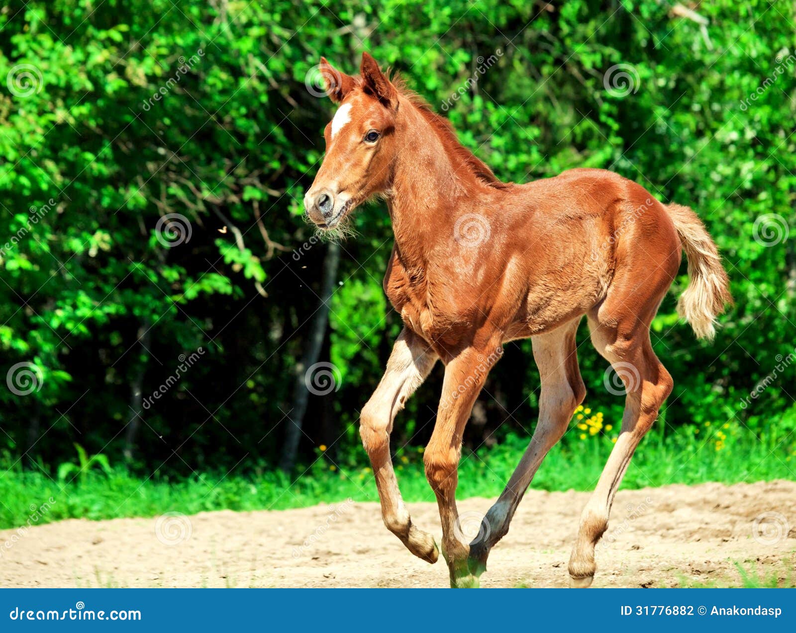 Running Little Chestnut Foal Stock Photo - Image of child, freedom ...