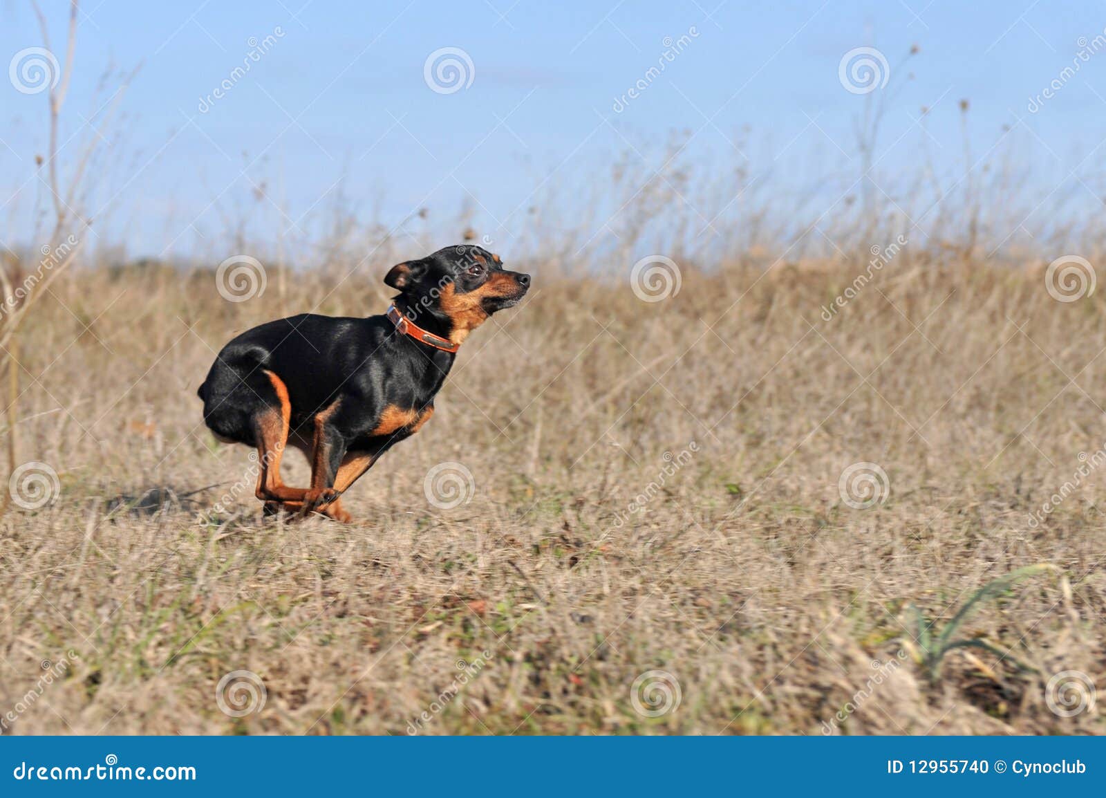 Running little dog stock photo. Image of little, pedigree - 12955740