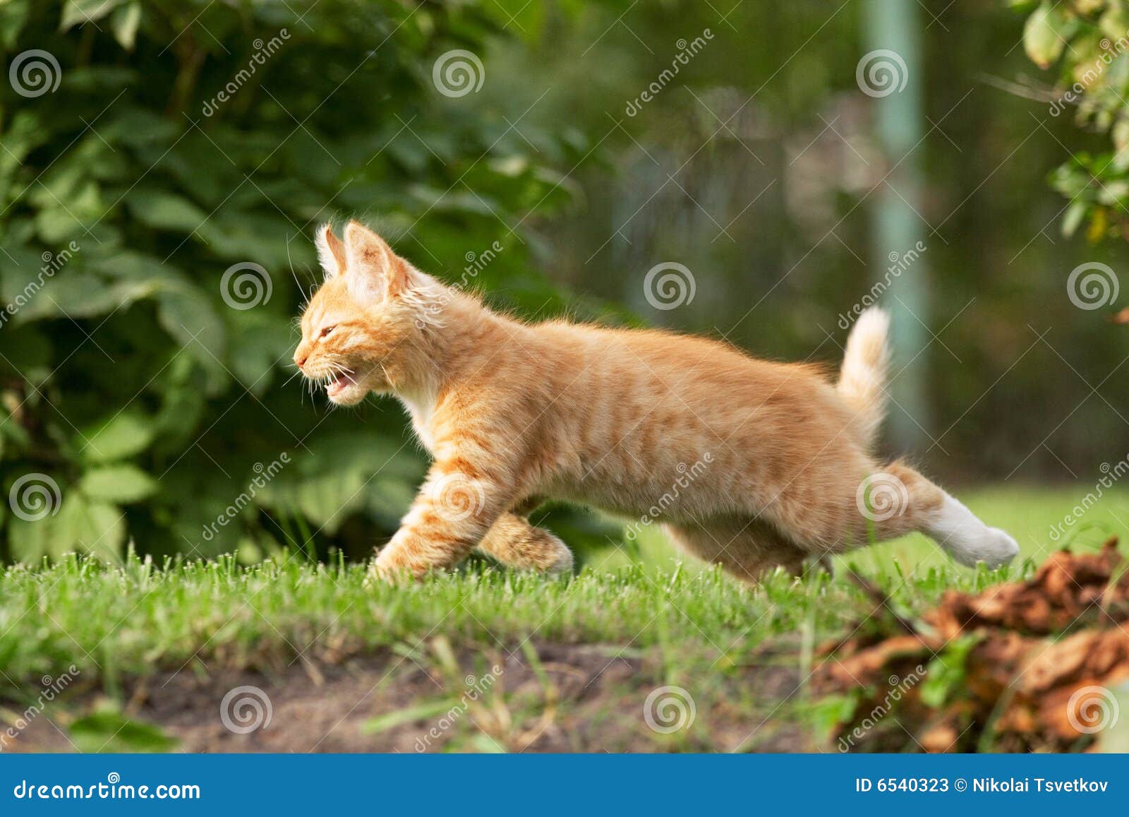 Running little kitten stock image. Image of prey, kitten - 6540323