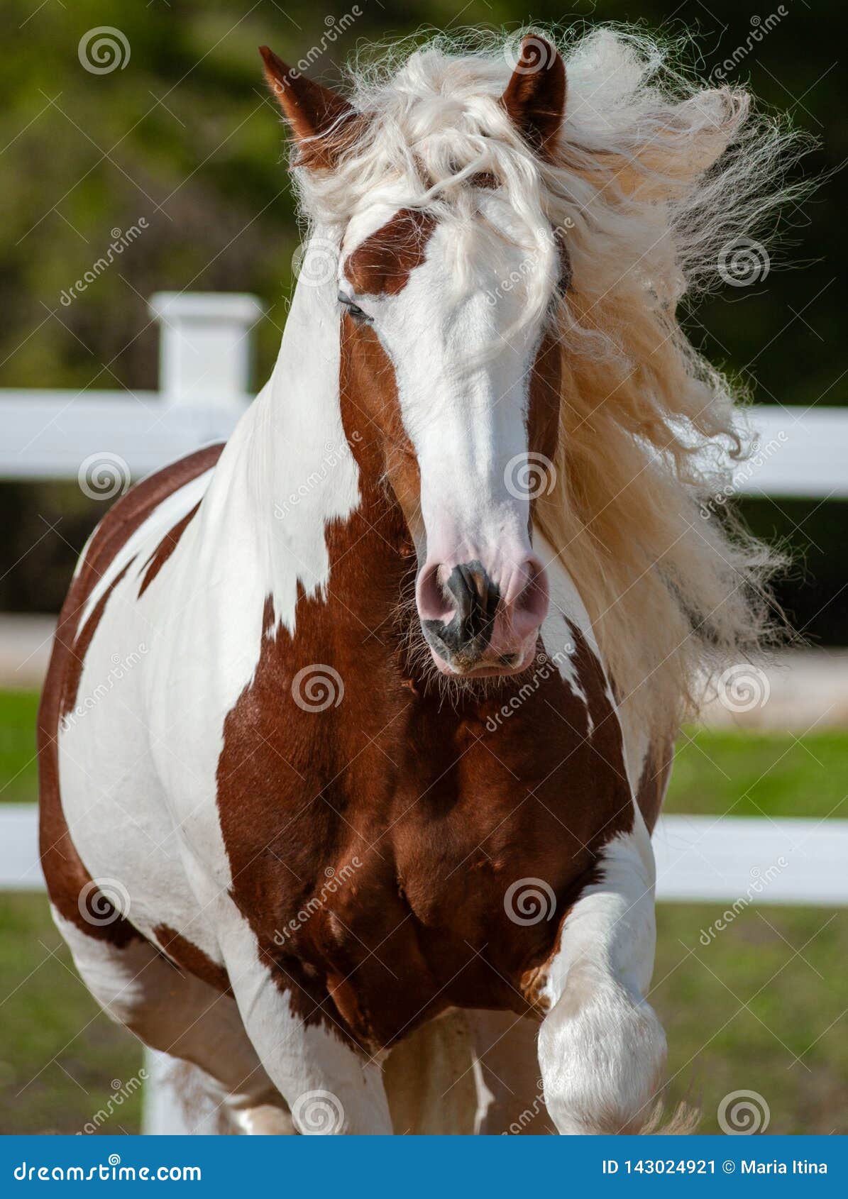 Running Gypsy Cob Front View Stock Image - Image of action, animal ...