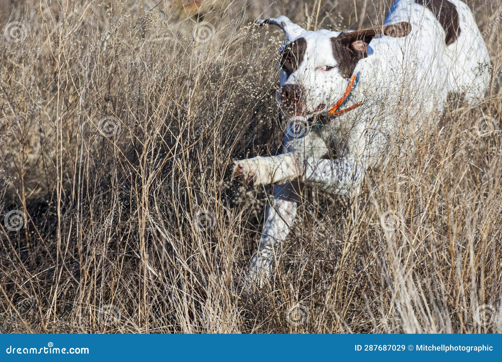 Running and Looking for Birds Stock Image - Image of pointer, hunting ...