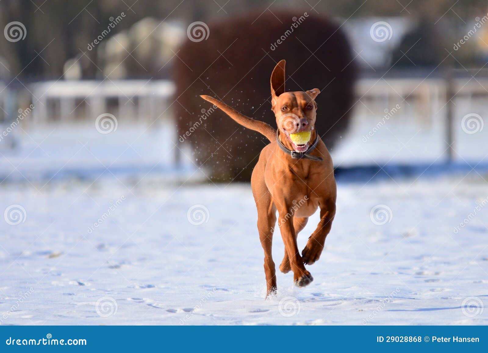 Running Magyar Vizsla with a Ball in Its Mouth Stock Photo - Image of ...
