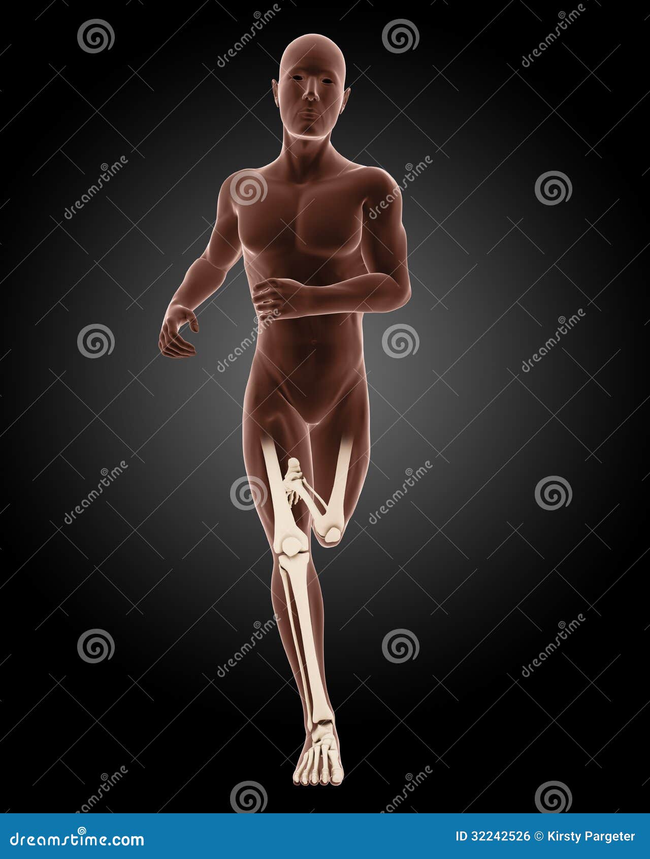 Running Male Medical Skeleton Stock Illustration - Illustration of body ...