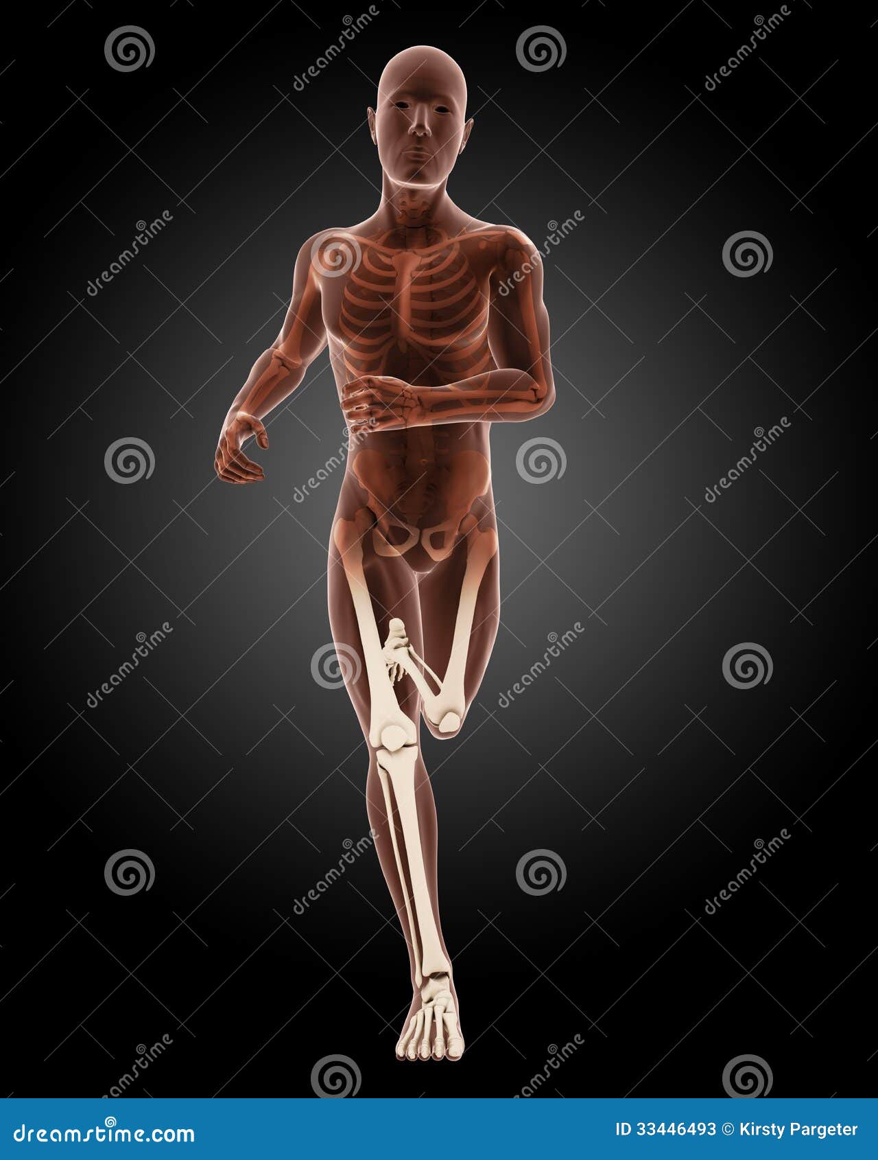 Running Male Medical Skeleton Stock Illustration - Illustration of ...