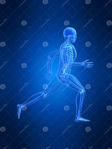 Running man anatomy stock illustration. Illustration of medical - 2807856