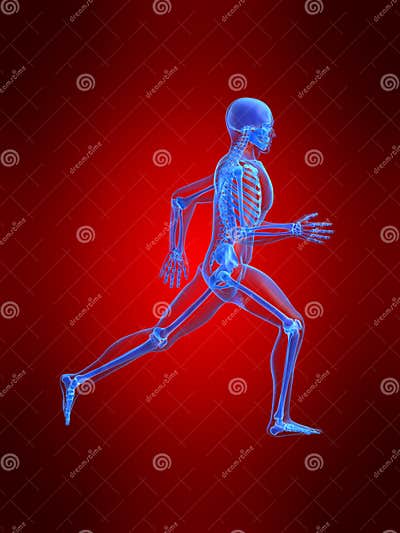 Running man anatomy stock illustration. Illustration of human - 2807861