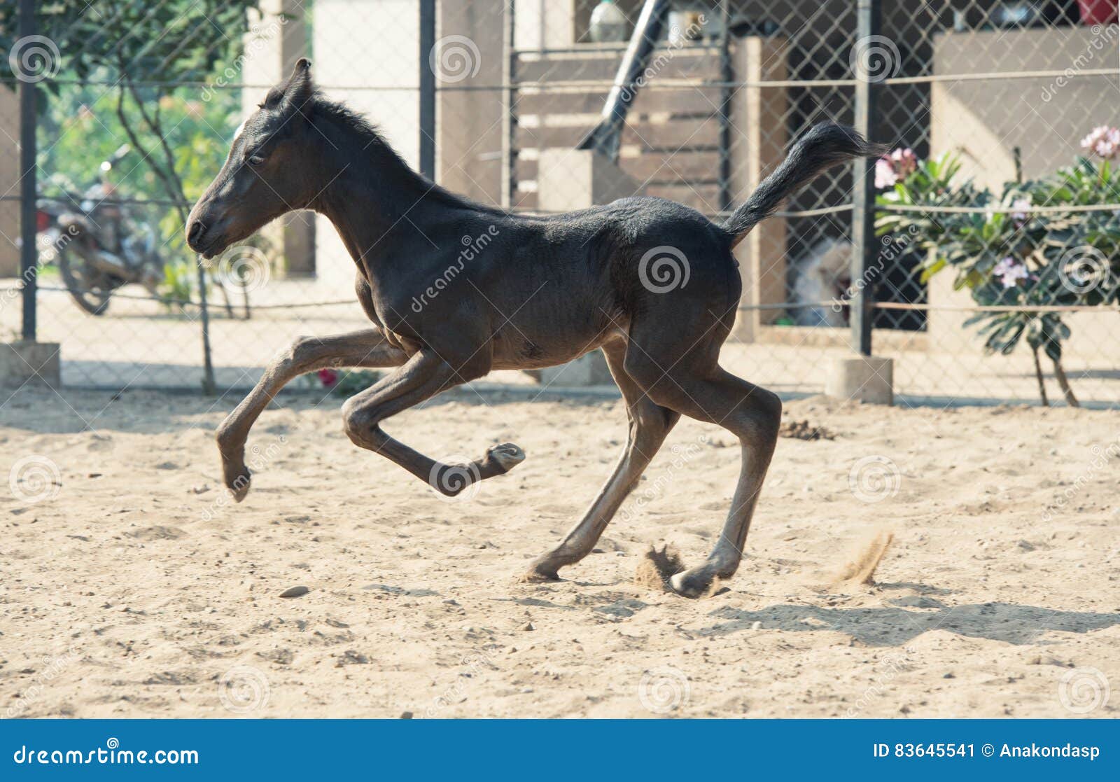 Running Marwari Black Colt in Paddock. India Stock Image - Image of ...