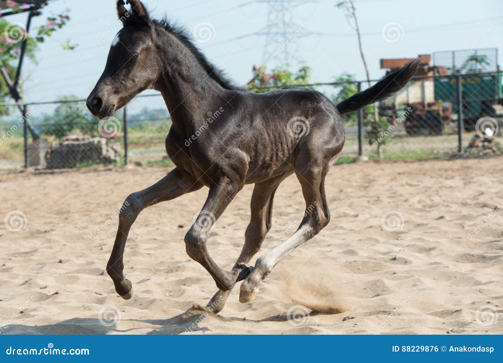 Running Marwari Black Colt in Paddock. India Stock Photo - Image of ...