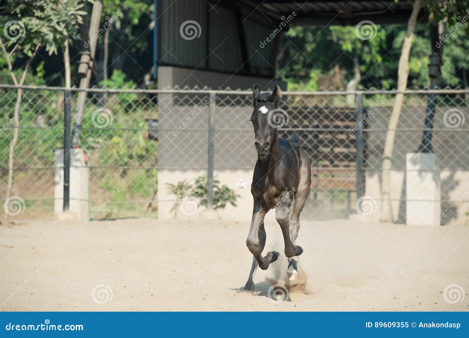 Running Marwari Black Colt in Paddock. India Stock Image - Image of ...