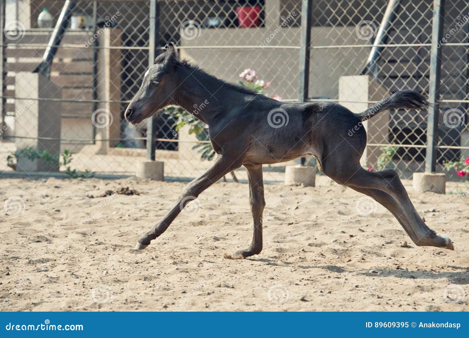 Running Marwari Black Colt in Paddock. India Stock Image - Image of ...