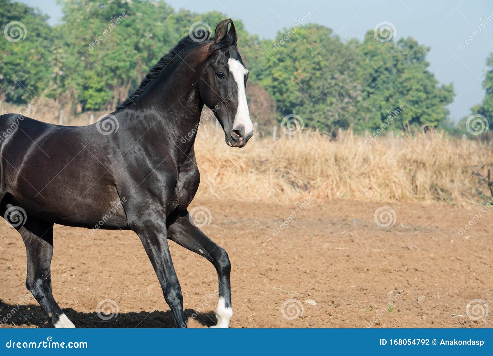 Marwari Black Colt With Mom In Paddock. India Royalty-Free Stock Photo ...
