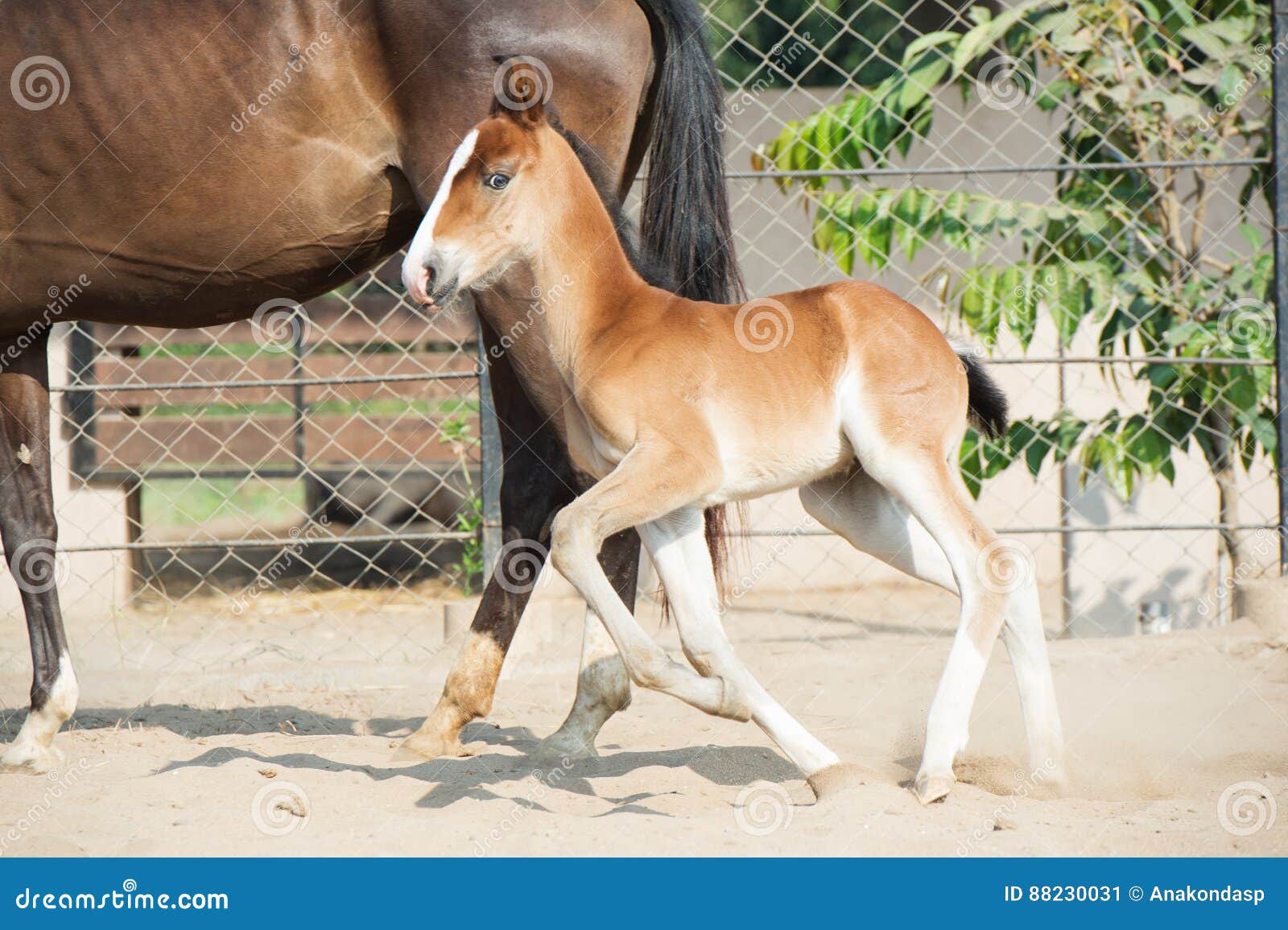 Running Marwari Chestnut Colt in Paddock. India Stock Image - Image of ...