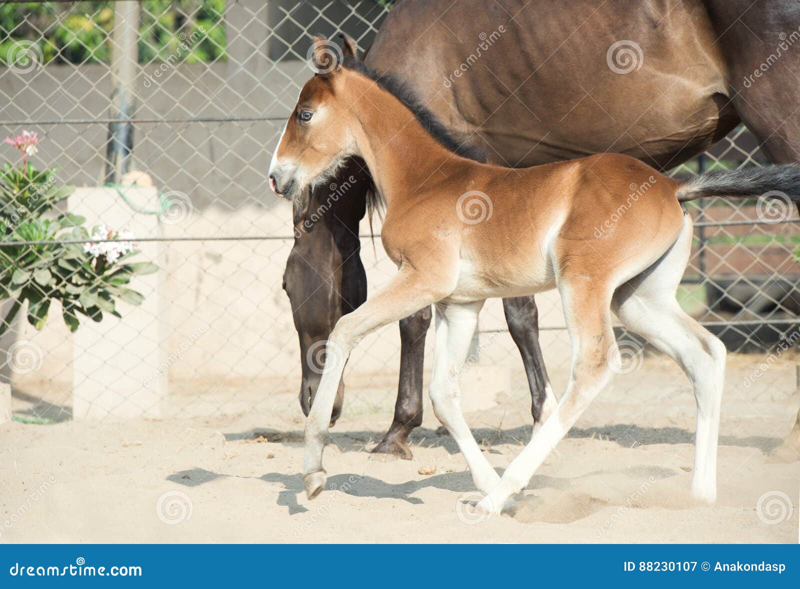 Running Marwari Chestnut Colt in Paddock. India Stock Image - Image of ...