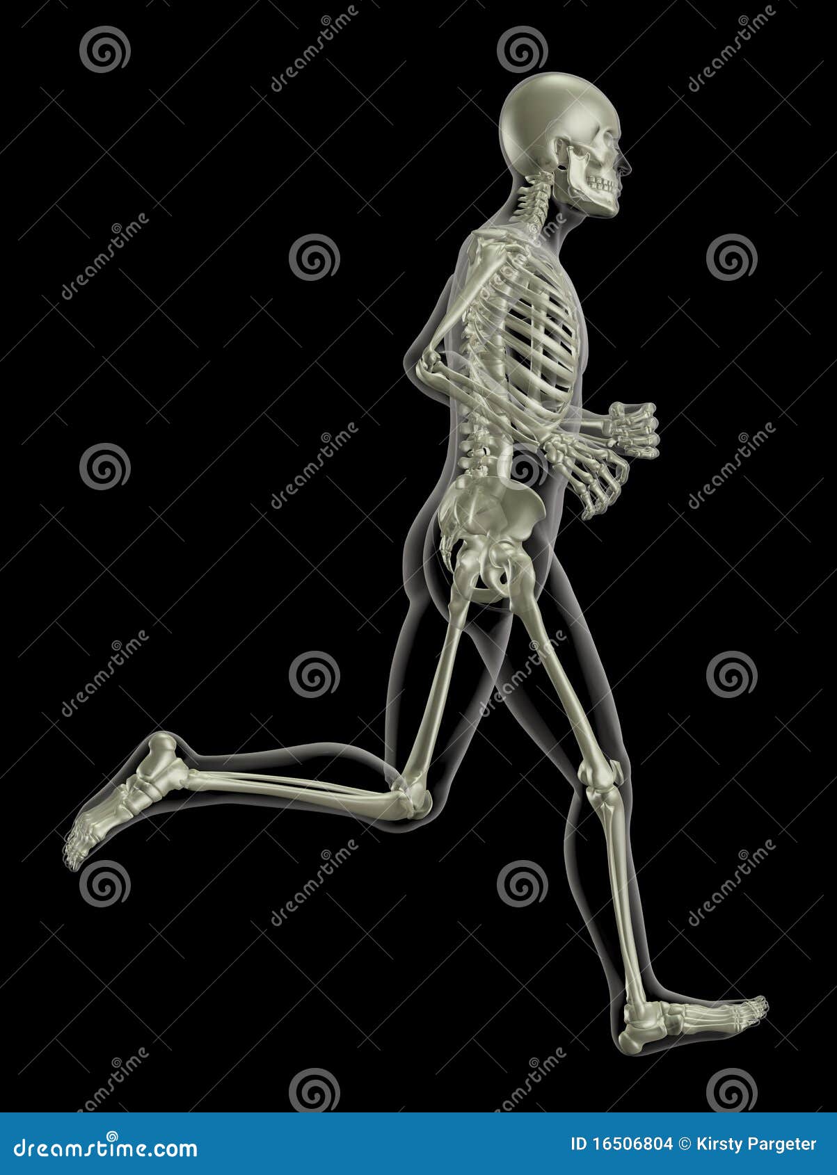 Running medical skeleton stock illustration. Illustration of body ...