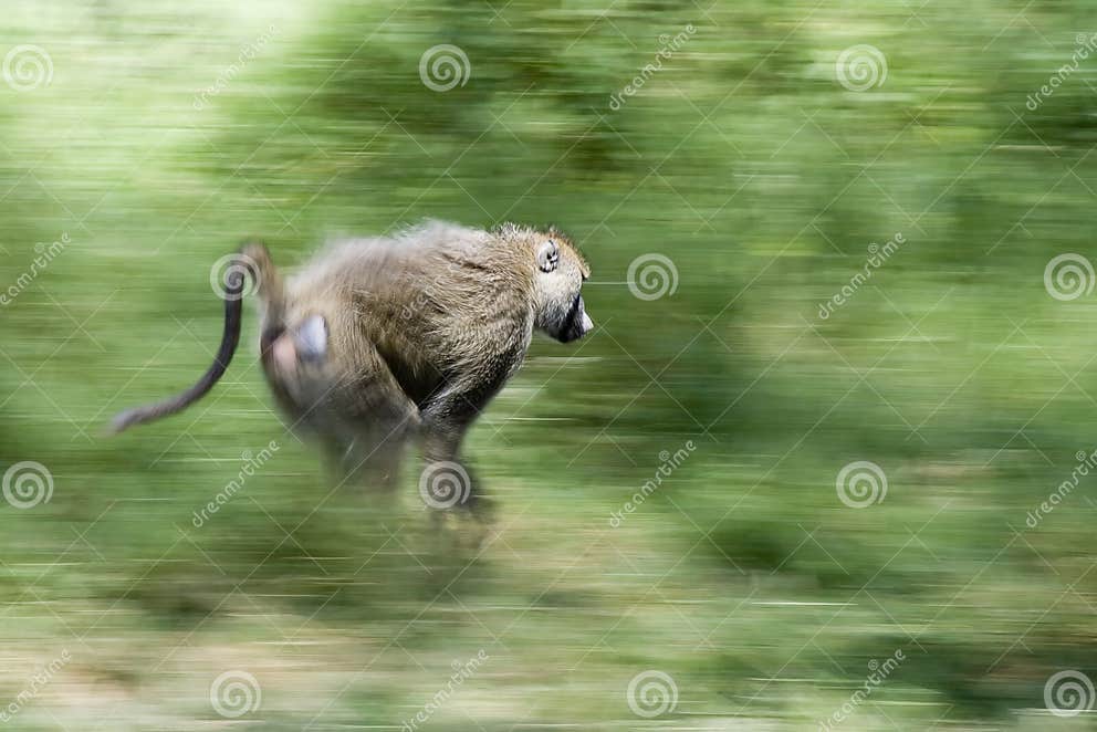 Running monkey stock photo. Image of african, wilderness - 4194424