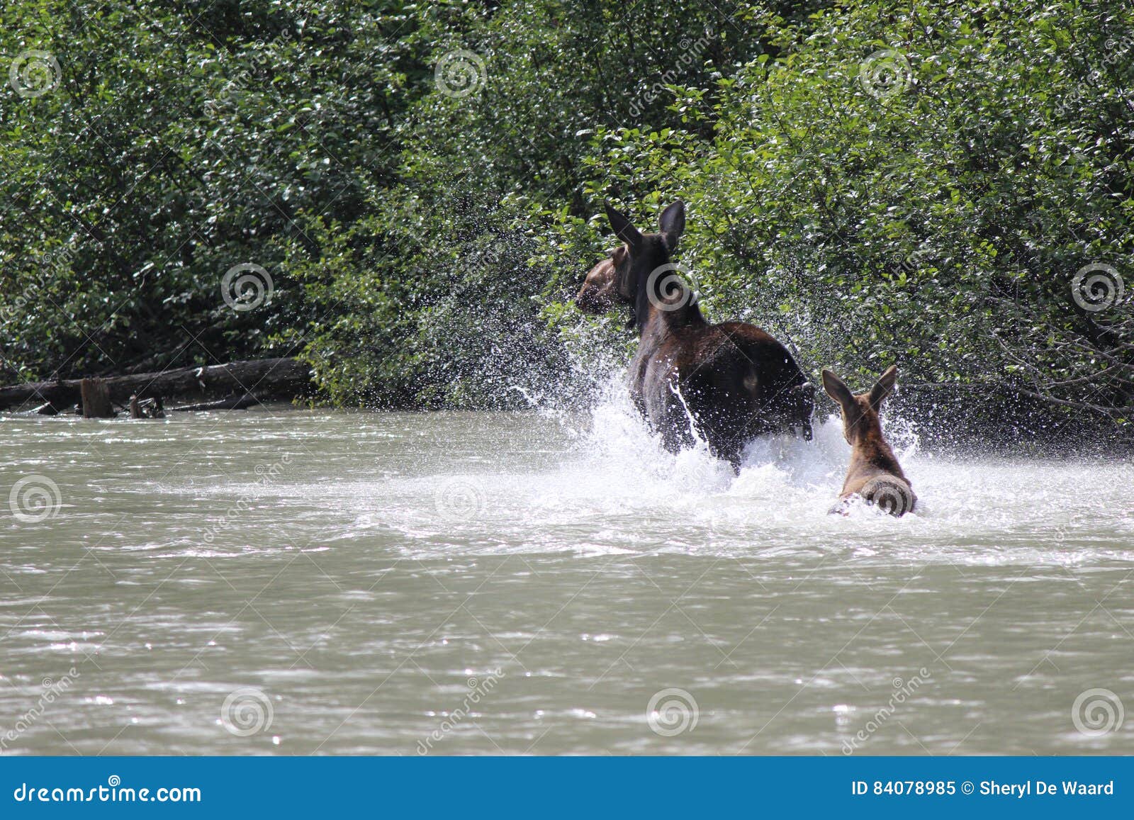Running moose stock image. Image of trees, river, blueriver - 84078985