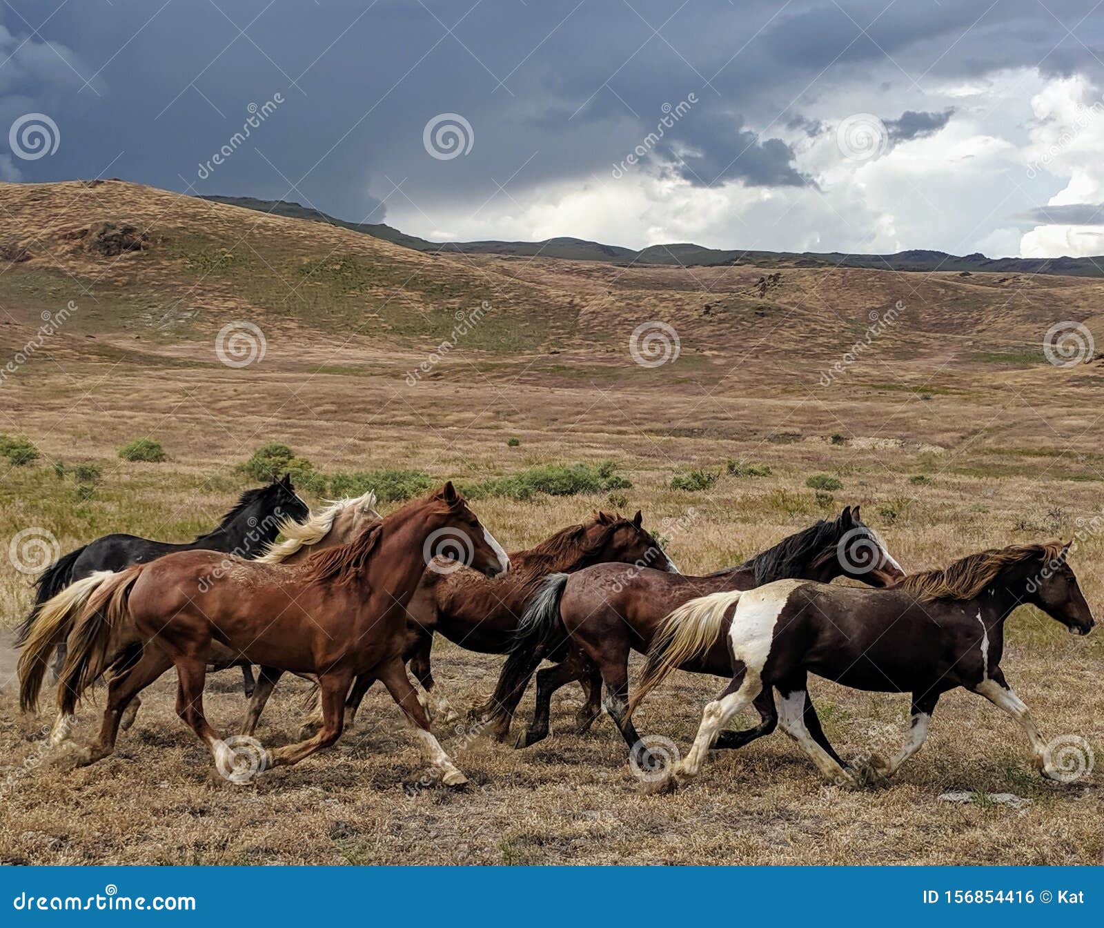Running Mustangs in Desert with Storm Clouds in Distance Stock Photo ...