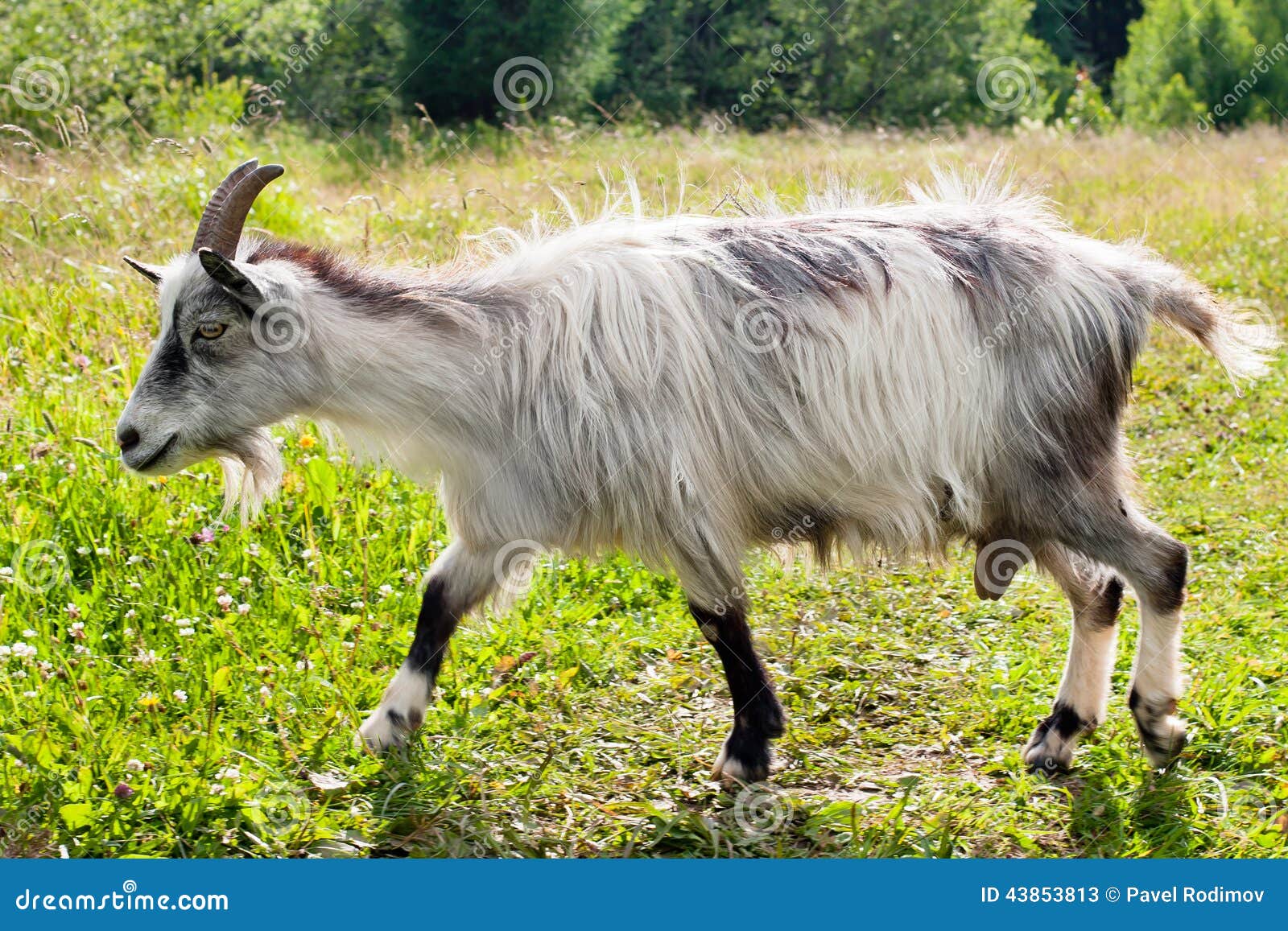 Running nanny-goat stock image. Image of agriculture - 43853813
