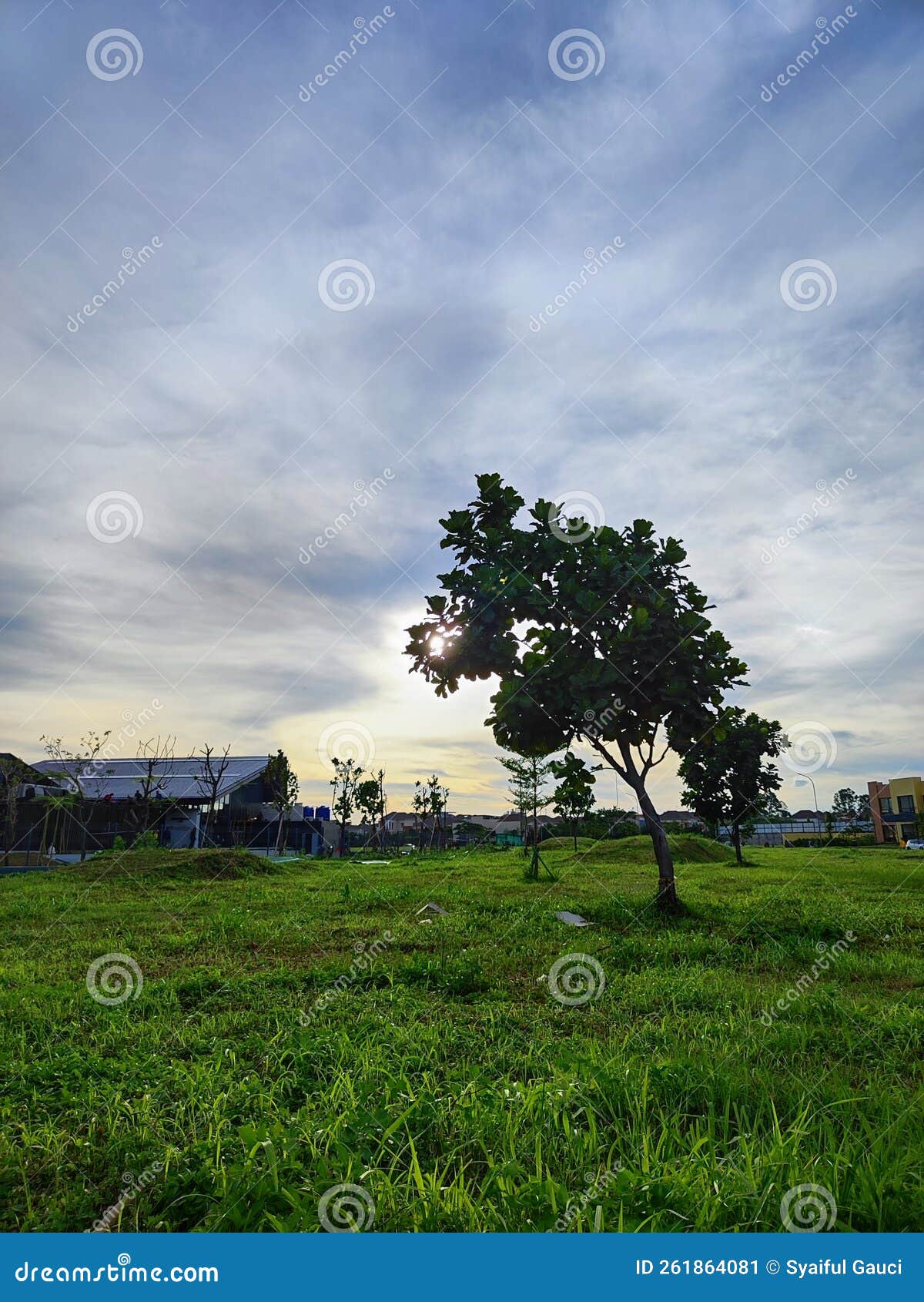 Running at Noon on the Grass View Sky Stock Image - Image of tree ...