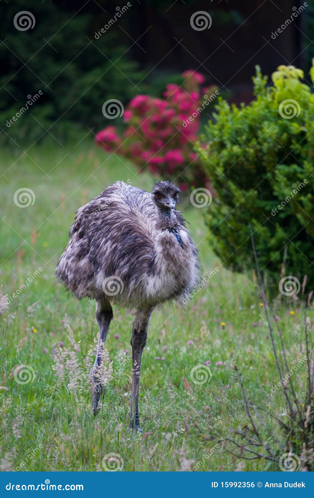 Running ostrich stock photo. Image of flower, head, wild - 15992356