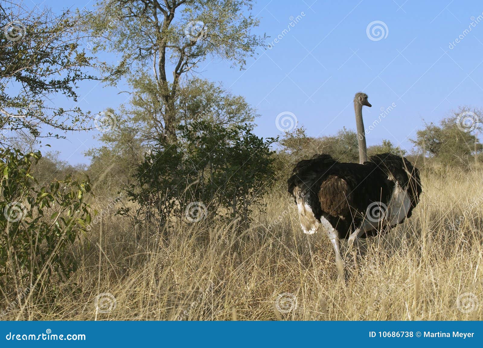Running ostrich in Africa stock photo. Image of southafrica - 10686738
