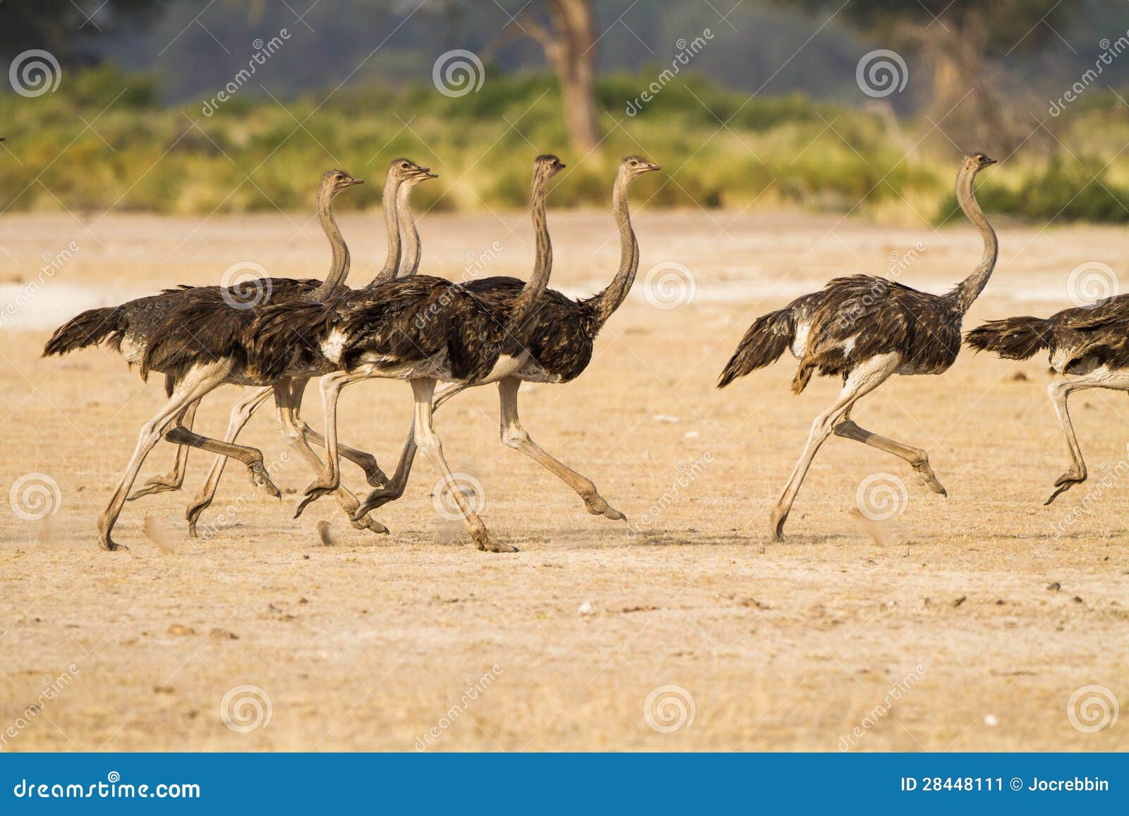 Running Ostriches in Africa Stock Image - Image of group, running: 28448111
