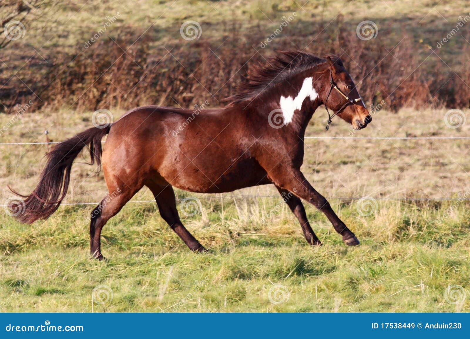 Running Paint Horse stock image. Image of horse, chestnut - 17538449