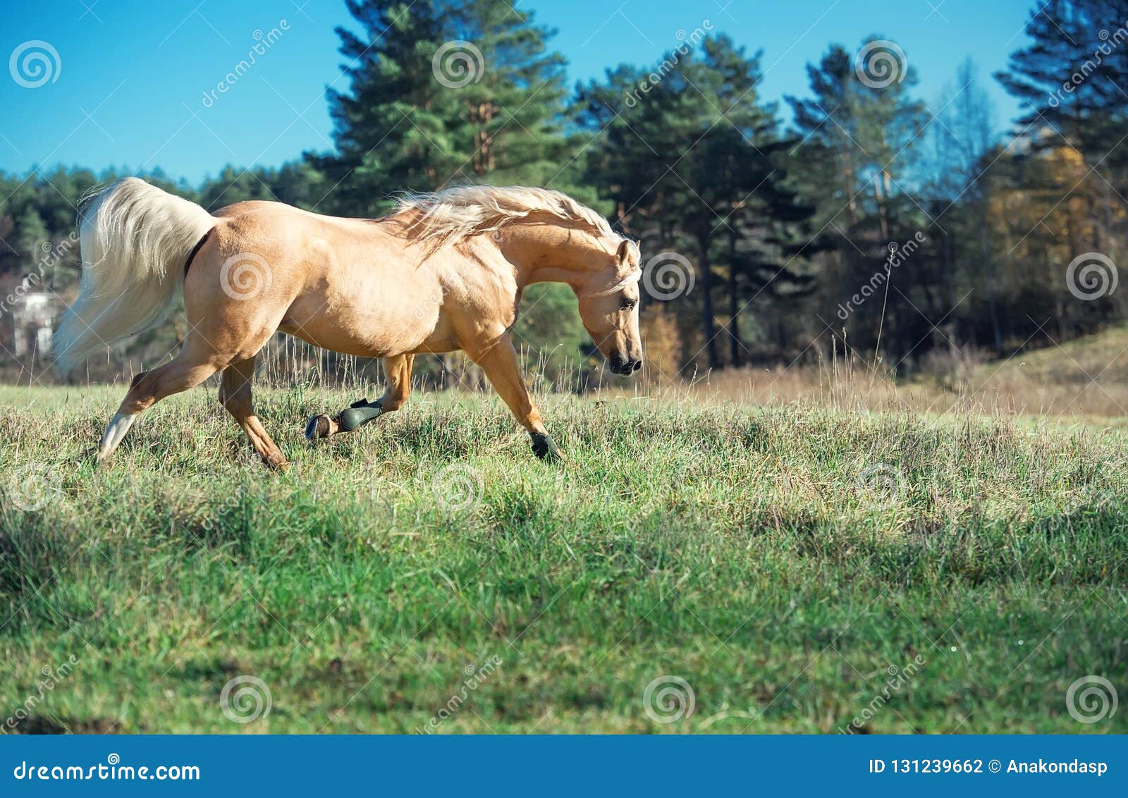 Running Palomino Welsh Pony with Long Mane Posing at Freedom Stock ...